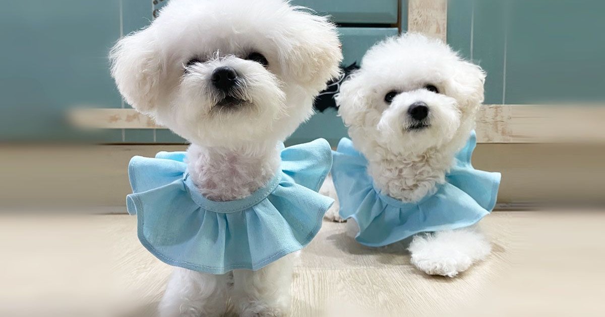 CLASS101 | 손바느질로 우리집 강아지 옷 만들기